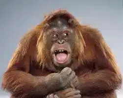 derp_monkey